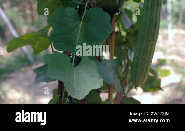 Ridge gourd tree Stock Videos & Footage - HD and 4K Video Clips - Alamy
