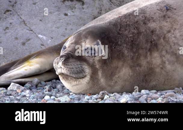 Up close fur seals Stock Videos & Footage - HD and 4K Video Clips - Alamy