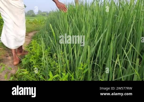 A farmer is touching the paddy crop by hand. Paddy field under blue sky ...