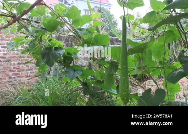 Blue gourd Stock Videos & Footage - HD and 4K Video Clips - Alamy