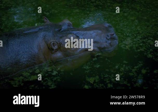 Hippo of jungle Stock Videos & Footage - HD and 4K Video Clips - Alamy