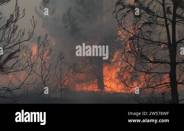 Inside dark forest fire Stock Videos & Footage - HD and 4K Video Clips ...