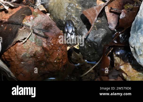 water snake in a pond, Natrix natrix, tongue of snake, water snake ...