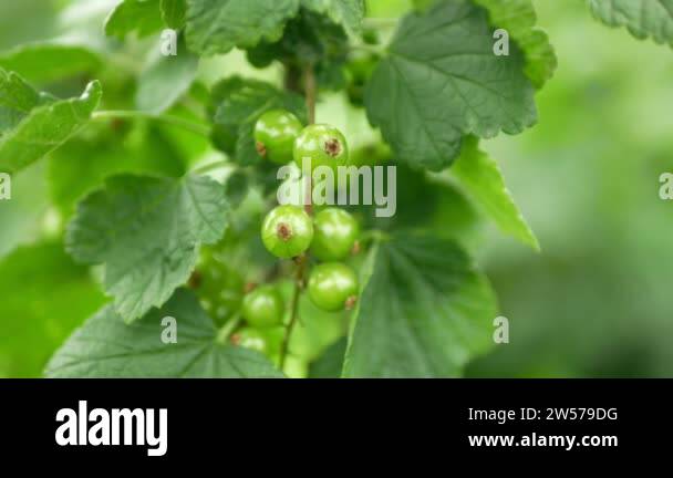 Red currant ribes rubrum small Stock Videos & Footage - HD and 4K Video ...
