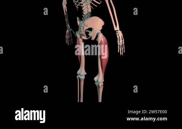 This 3d animation shows the vastus lateralis muscles in full rotation ...