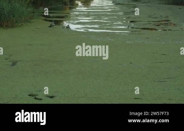 Common water channel Stock Videos & Footage - HD and 4K Video Clips - Alamy