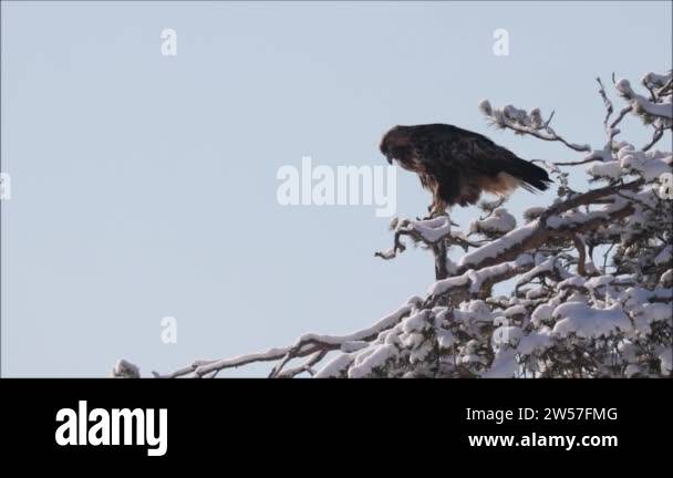 A large majestic Golden Eagle (Aquila chrysaetos) flapping its wings ...