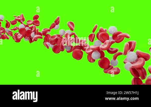 Red blood cells and leukocytes flow on a green screen. The flow of ...