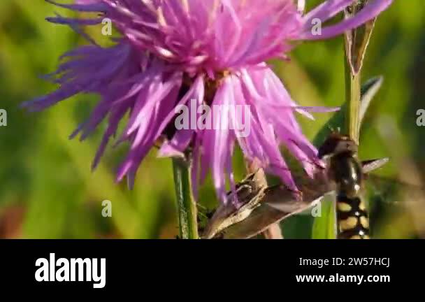 Bee pollinate flowering plants and the largest group of pollinators in ...