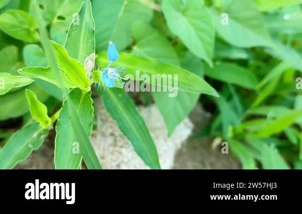 Pulpy plant Stock Videos & Footage - HD and 4K Video Clips - Alamy