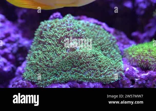 Furry Mushroom Rock Fiji Green (Rhodactis spp) in reef aquarium Stock ...