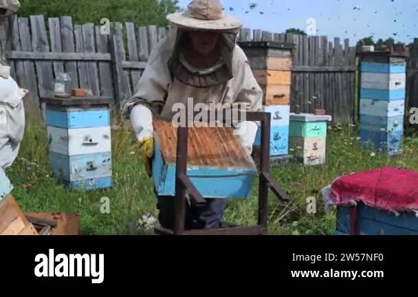 Man works with beehive on a family eco business producing natural honey ...