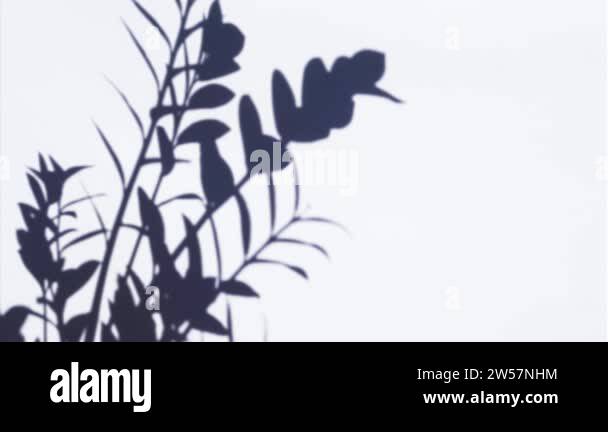 Plant Shadow Overlay Light Minimal Style Design, Wind Blowing Motion ...