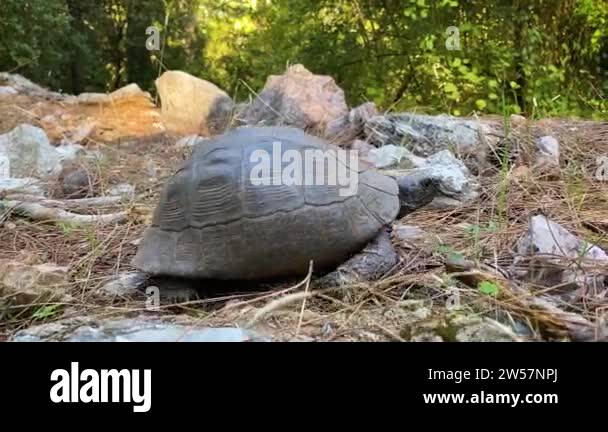 Family turtles in grass Stock Videos & Footage - HD and 4K Video Clips ...