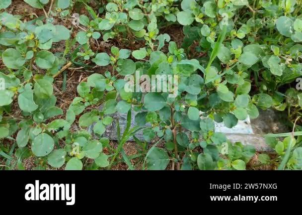 Wild india weed roadside Stock Videos & Footage - HD and 4K Video Clips ...