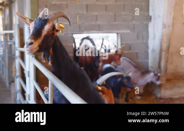 A goat on a goat farm looking through a fence.Large Livestock Farm for ...