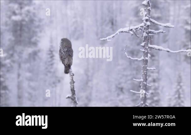 Great Grey Owl (Strix nebulosa) sitting on a old dead tree and looking ...