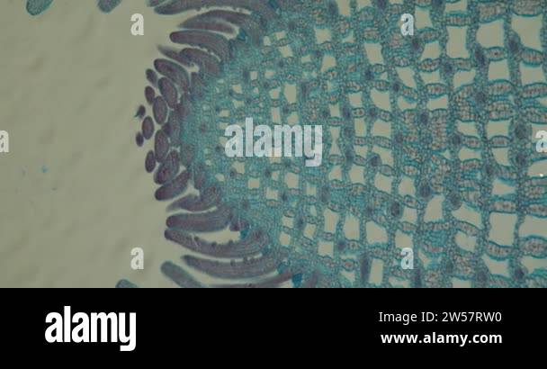 Microscope tip Stock Videos & Footage - HD and 4K Video Clips - Alamy