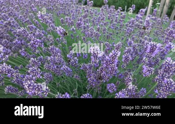 Bumble bees pollinating lavender (lavandula angustifolia) flowers ...