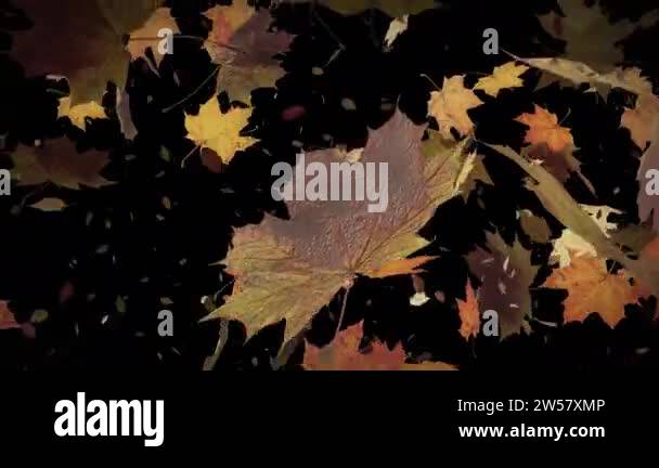 Autumn leaves falling animation with Alpha Channel. This animation is ...