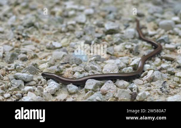 slow worm (Anguis fragilis) is a reptile native to western Eurasia. It ...