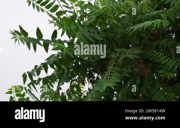 Ardu Stock Videos & Footage - HD and 4K Video Clips - Alamy