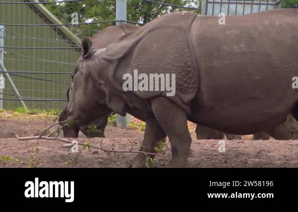 Closeup. Indian rhino eating leaves from a branch in a safari park ...