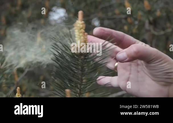 A lot of pollen is released into the air by peaking your finger against ...