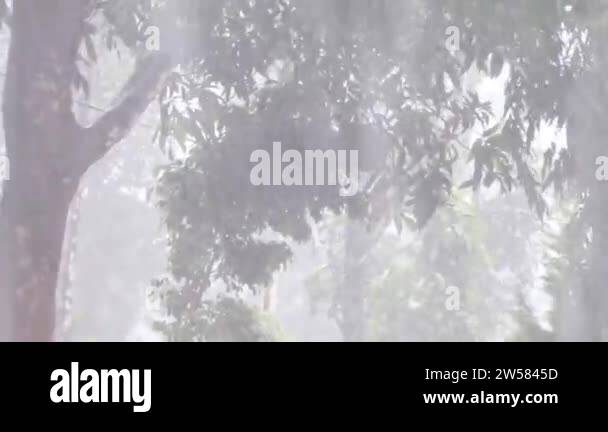 Heavy monsoon rainfall in Western Ghats,Wayanad, Kerala, with ambient ...