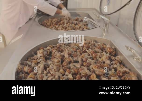 The modern method of snail extraction of mucin. Snails in cosmetology ...