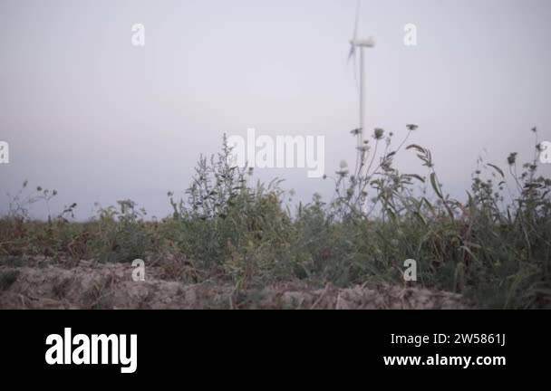rural landscape with green weed growing in the field in front of ...
