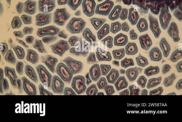 Mouse embryo, intestine with cells under the microscope 100x Stock ...