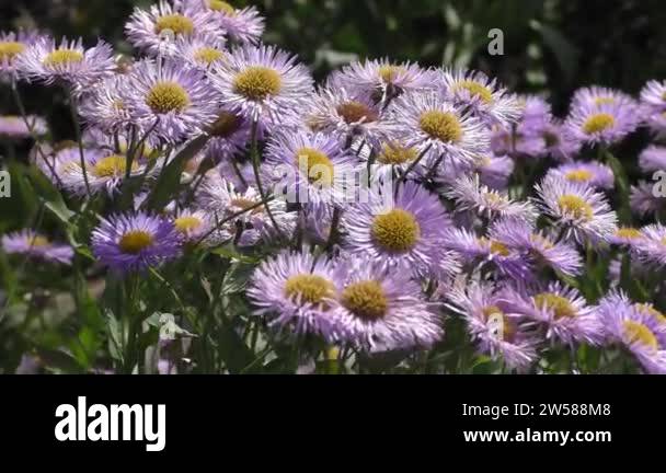Aster alpinus, or Aster false (Aster alpinus) is a species of ...