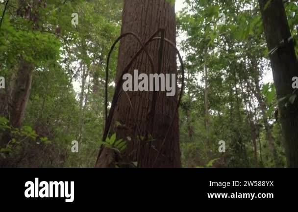 Looking up giant tree in forest. Tilt up big tree trunk in jungle ...