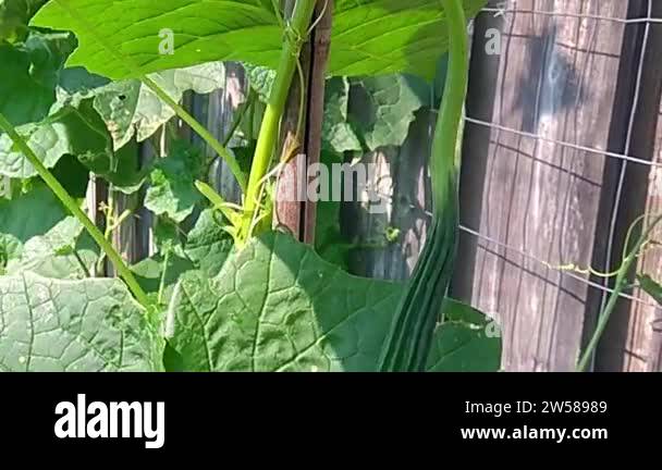 Luffa angled gourd Stock Videos & Footage - HD and 4K Video Clips - Alamy