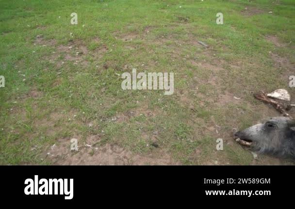 Old Dead Animal Carcass That Died Naturally.Carrion putrefaction decay ...