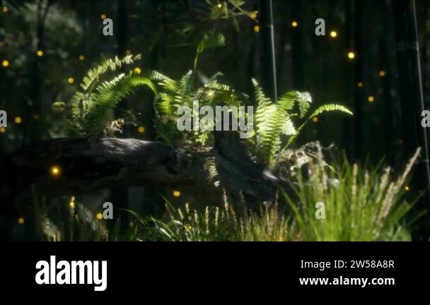 Horizontally bending tree trunk ferns Stock Videos & Footage - HD and ...