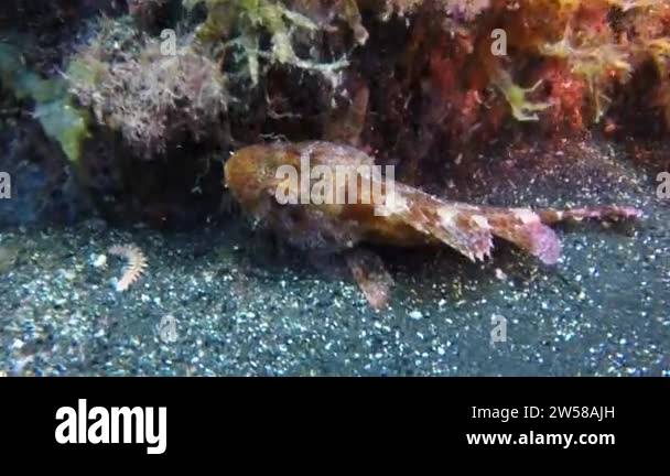 Most venomous fish Stock Videos & Footage - HD and 4K Video Clips - Alamy