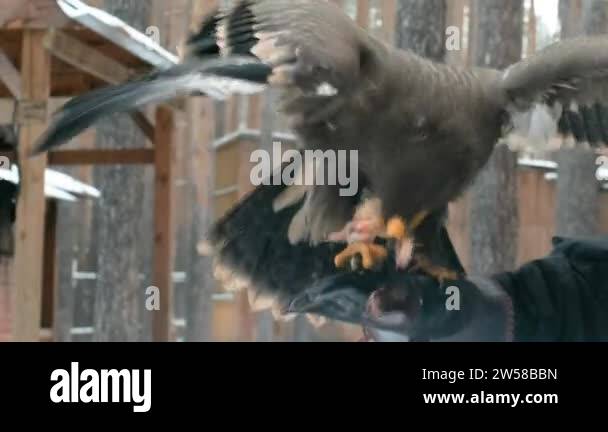 Close-up. The eagle sits on the hand. Looking out for prey in the dark ...