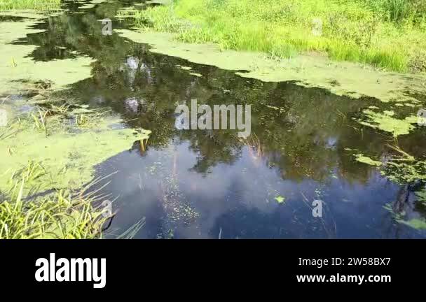 Water covered by algae Stock Videos & Footage - HD and 4K Video Clips - Alamy