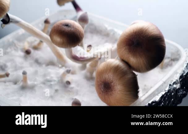 Mexican magic mushrooms is a psilocybe cubensis, a specie of ...
