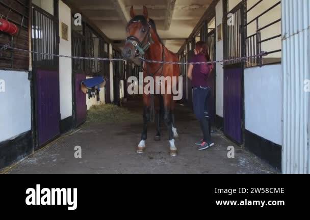 horse breeding on farm, woman is grooming stallion in stable Stock ...