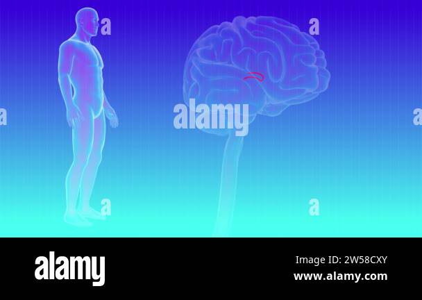 Human Brain inner parts Choroid plexus third ventricle Anatomy For Medical Concept Loopable 3D ...