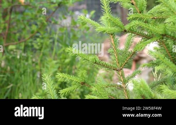 Fighting gooses Stock Videos & Footage - HD and 4K Video Clips - Alamy