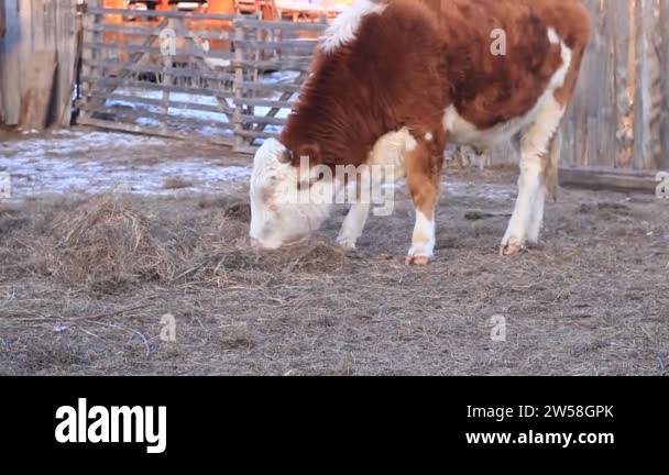 Video of Cow Heifer Grazing Eating Hay on Farmland in Winter. Fluffy ...