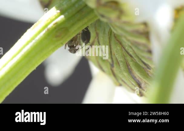 Macro. Insects, ants. Ant guard and tickle with their antennae of aphid ...