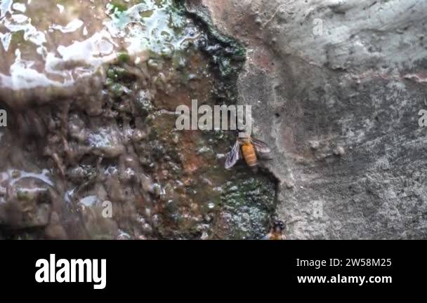 Close-up of honey bees drinking in a pool of water, Detail of honey bee ...
