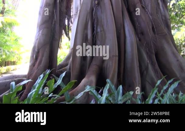 Banyan tree in botanical garden Stock Videos & Footage - HD and 4K ...