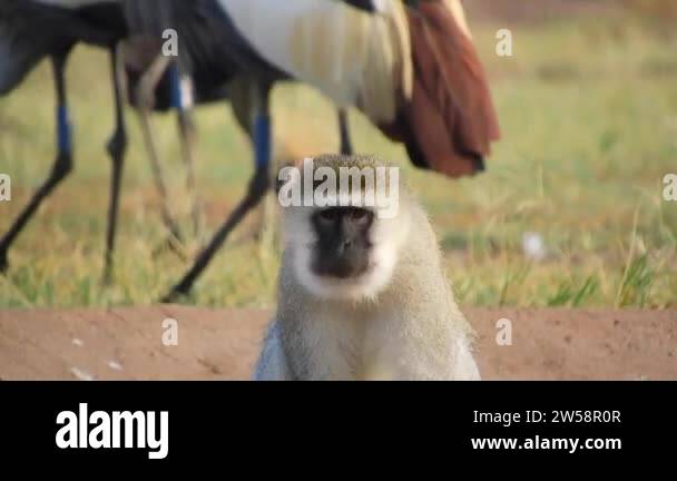 Wild simians Stock Videos & Footage - HD and 4K Video Clips - Alamy