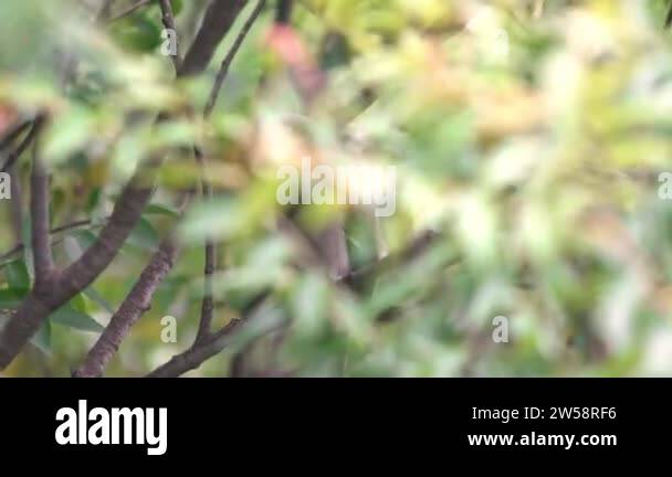 A Grey Treepie, also known as the Himalayan treepie, resting and ...